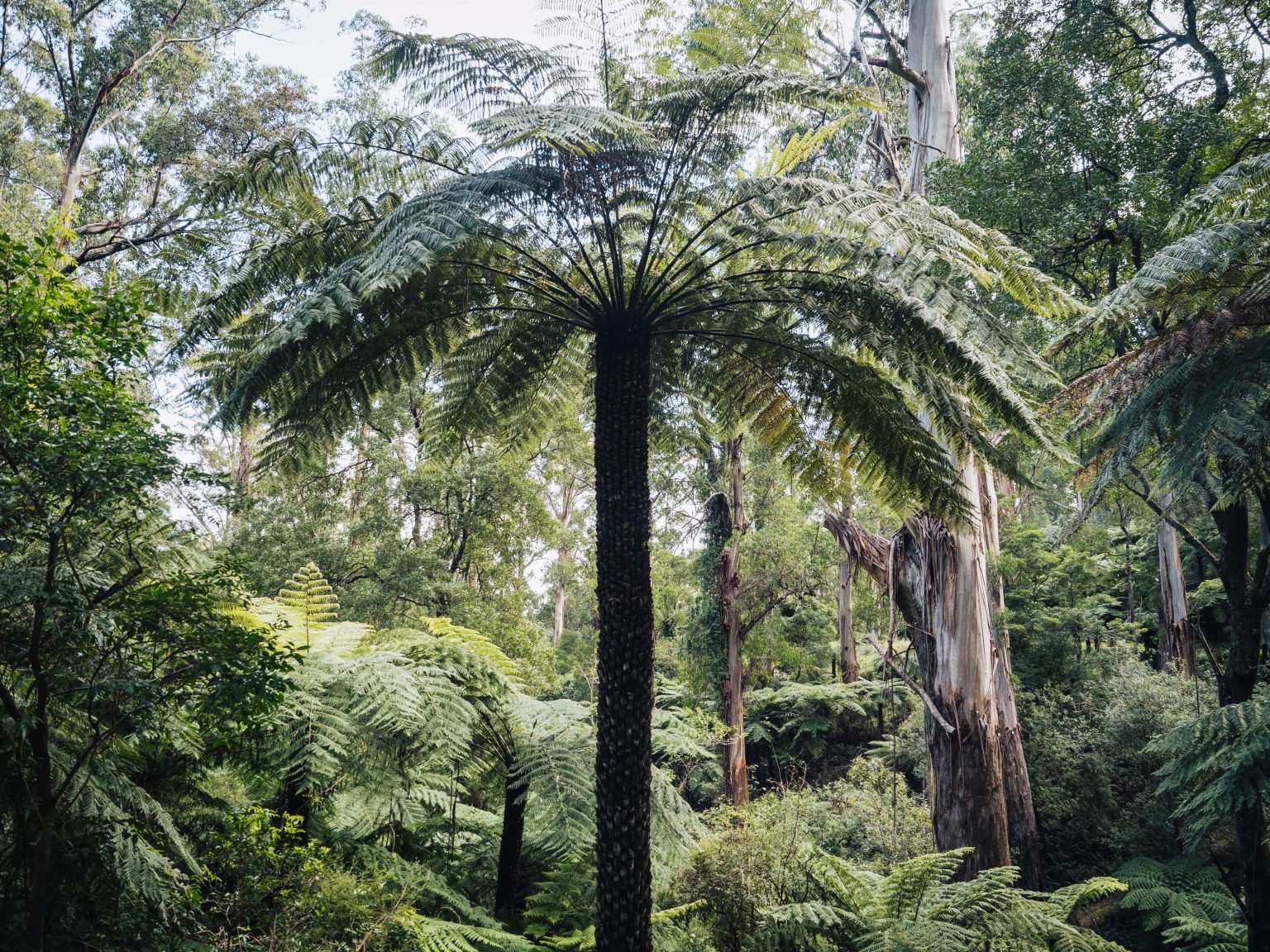 Expert Guide to Yarra Ranges National Park | What to Do and See | Webjet