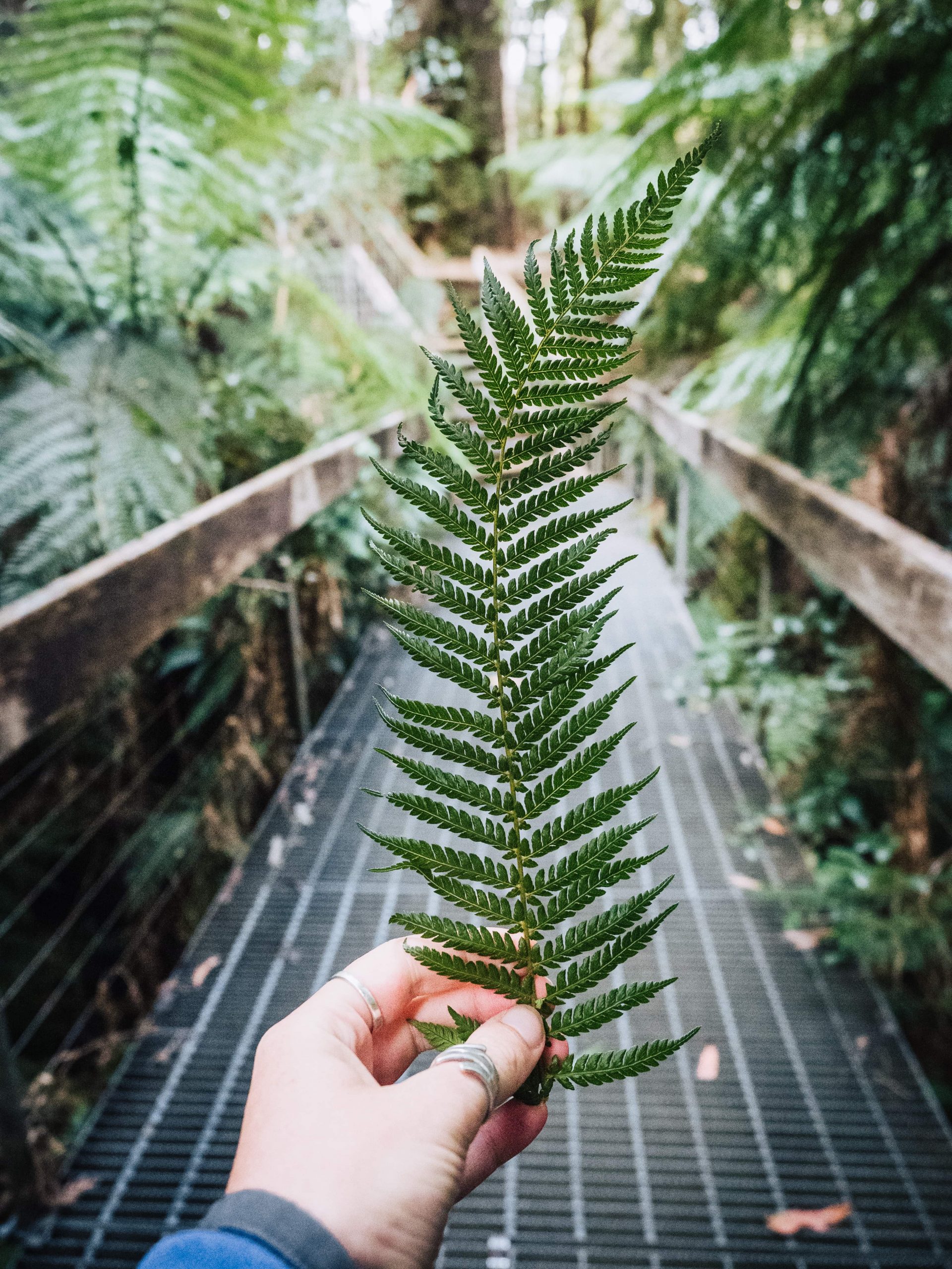 Expert Guide to Yarra Ranges National Park | What to Do and See | Webjet