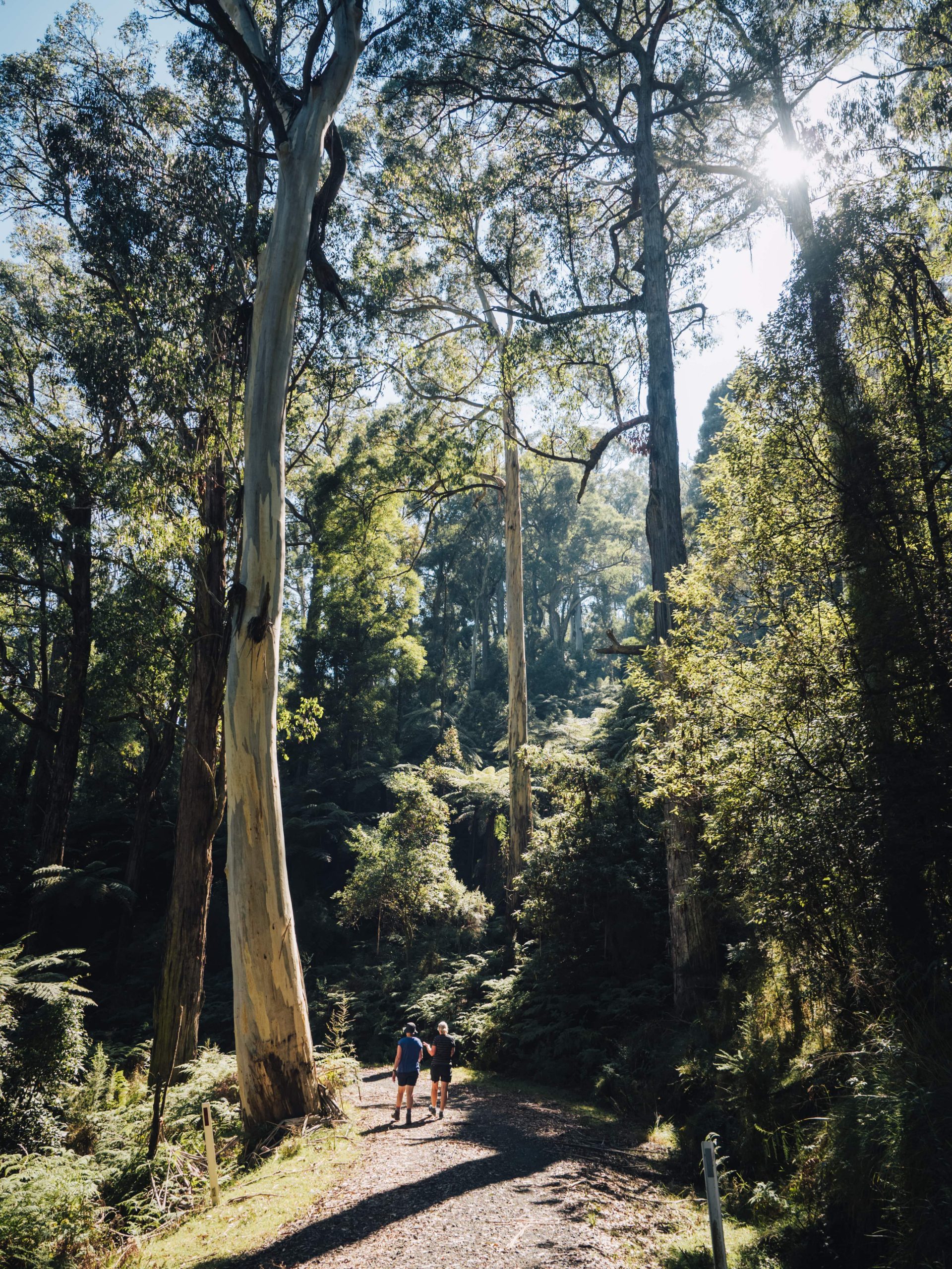 Expert Guide to Yarra Ranges National Park | What to Do and See | Webjet